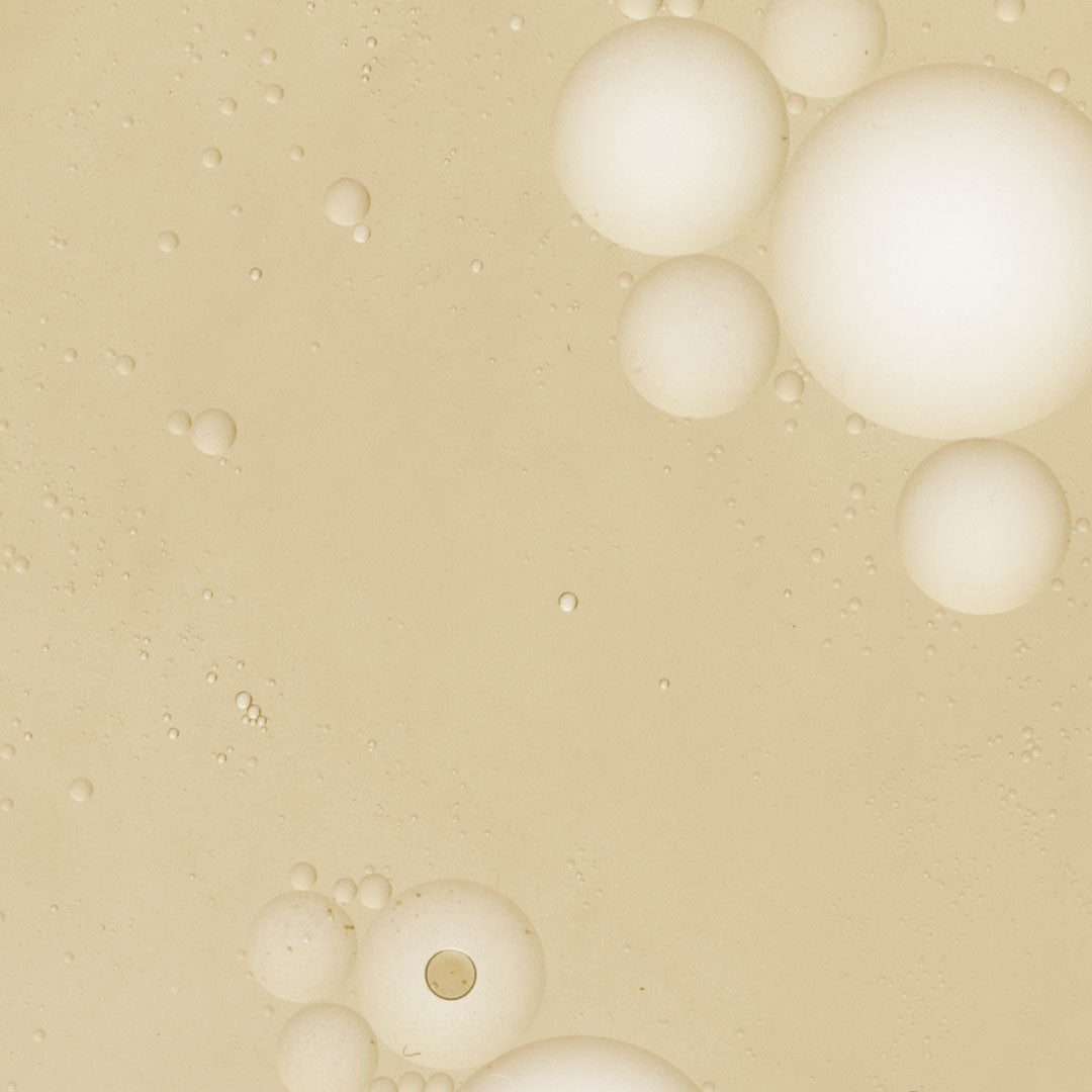Saccharum Officinarum (Sugar Cane) Extract – S'ABLE Labs